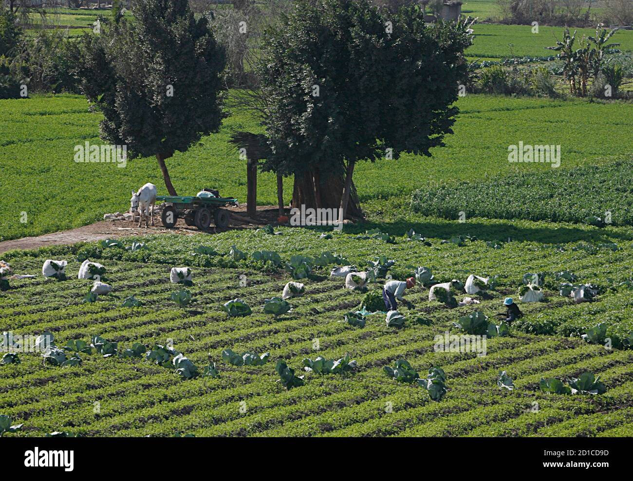 Egyptian farmers harvest hi-res stock photography and images - Alamy