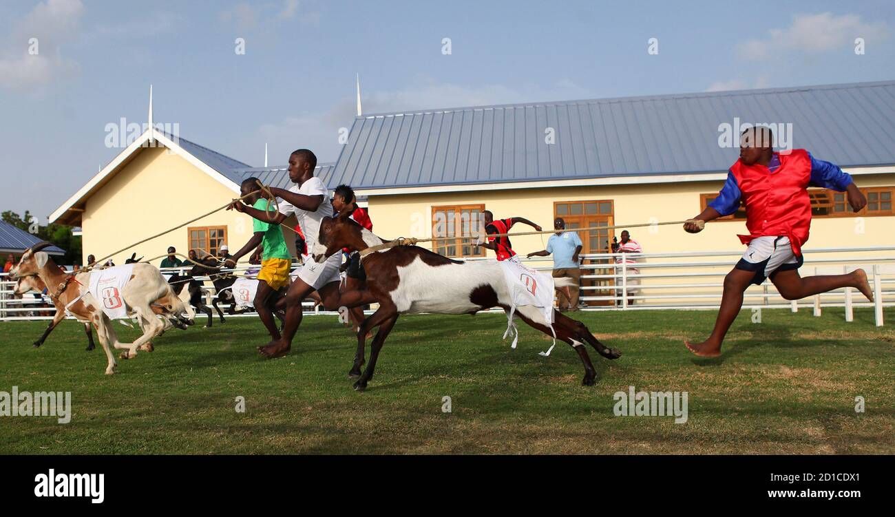 Goat racing in tobago hi-res stock photography and images - Alamy