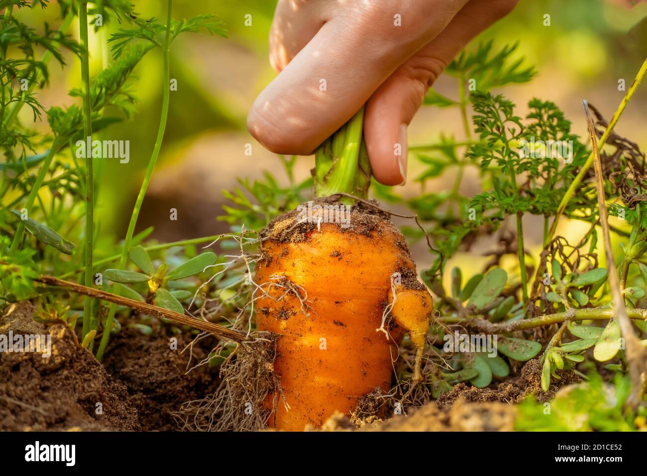 Close-up of a woman's hand pulling a carrot out of the ground close-up ...