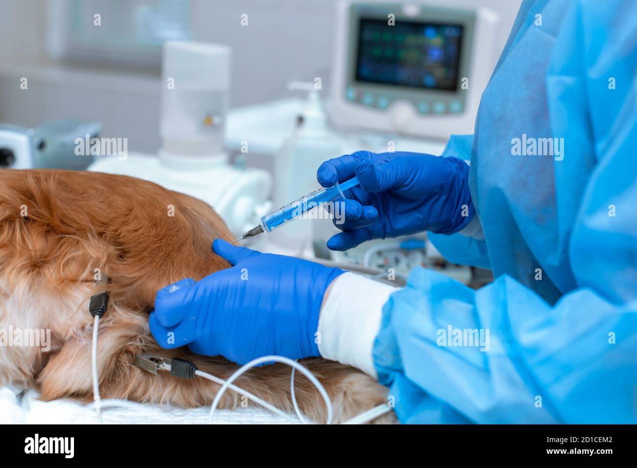 the doctor makes an injection to the dog during operation Stock Photo ...