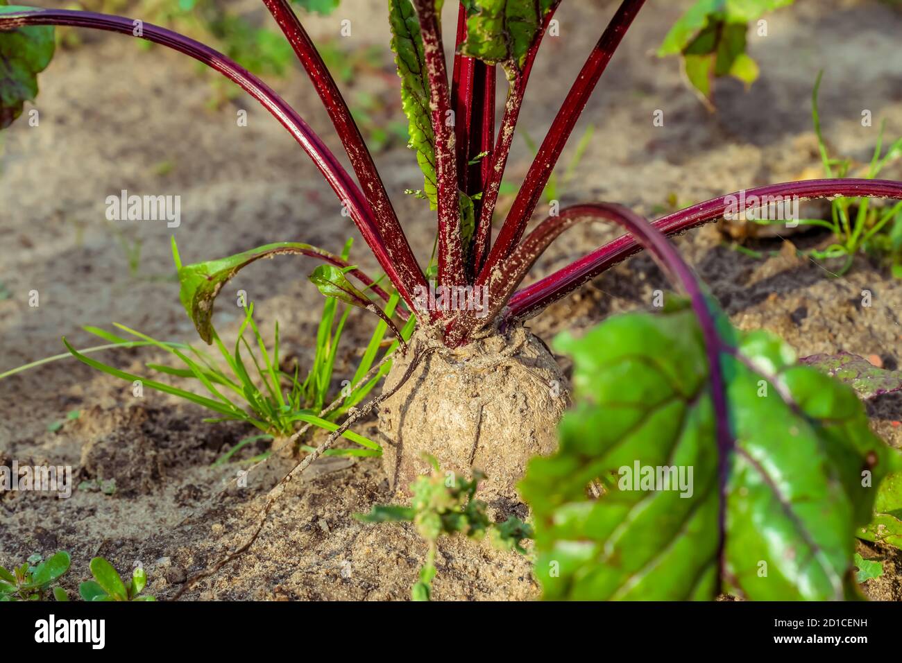 Beets sticking out in the ground close-up. Harvest Stock Photo - Alamy