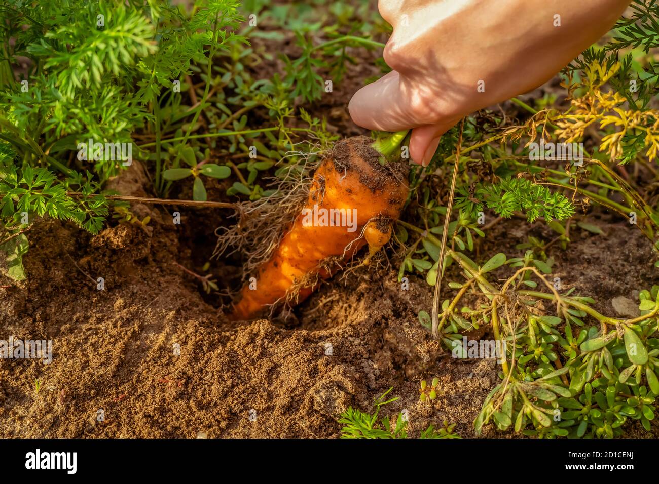 Close-up of a woman's hand pulling a carrot out of the ground close-up ...