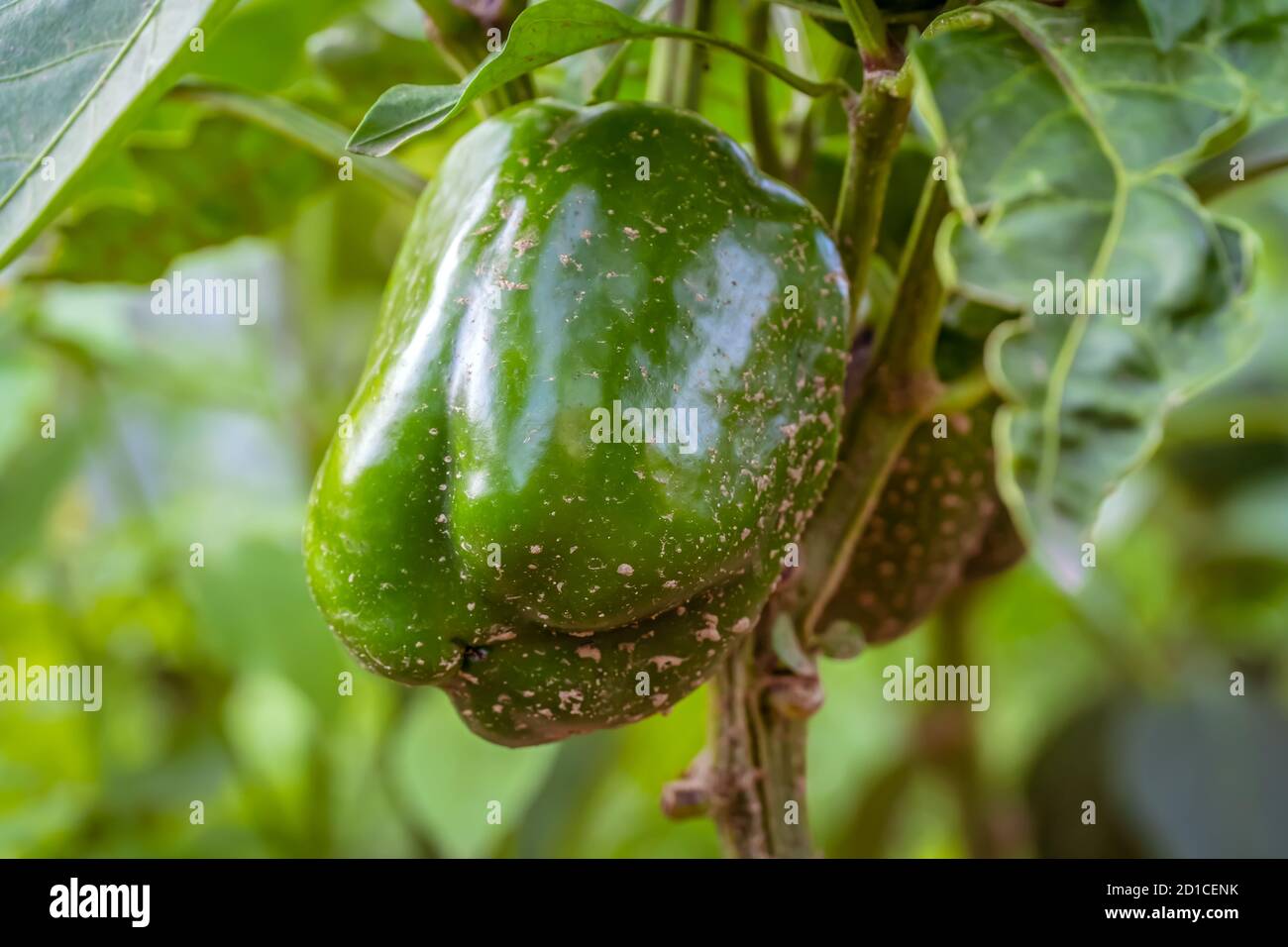 green sweet peppers grow in the garden. Harvest. Beautiful vegetable ...