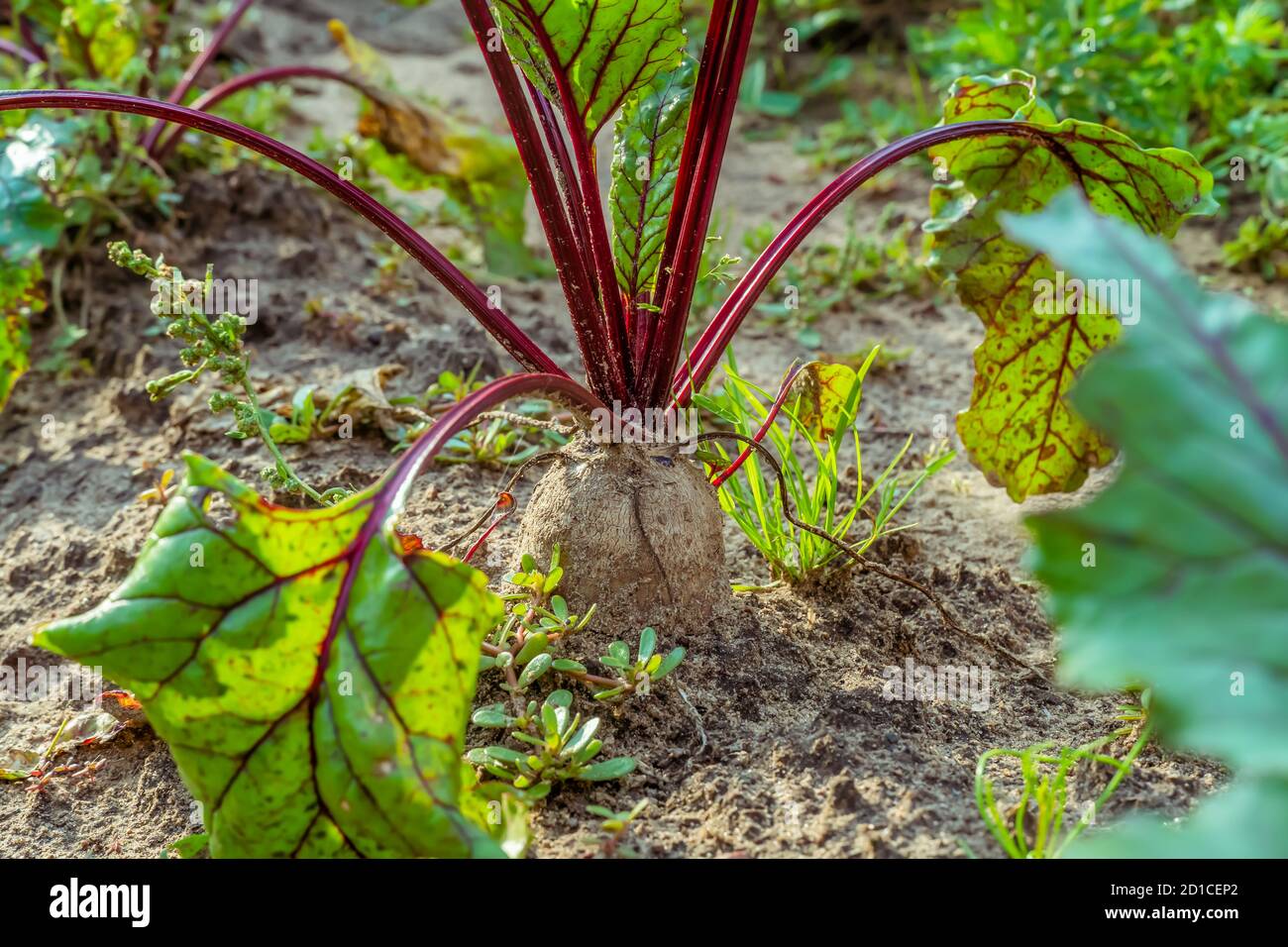 Beets sticking out in the ground close-up. Harvest Stock Photo - Alamy