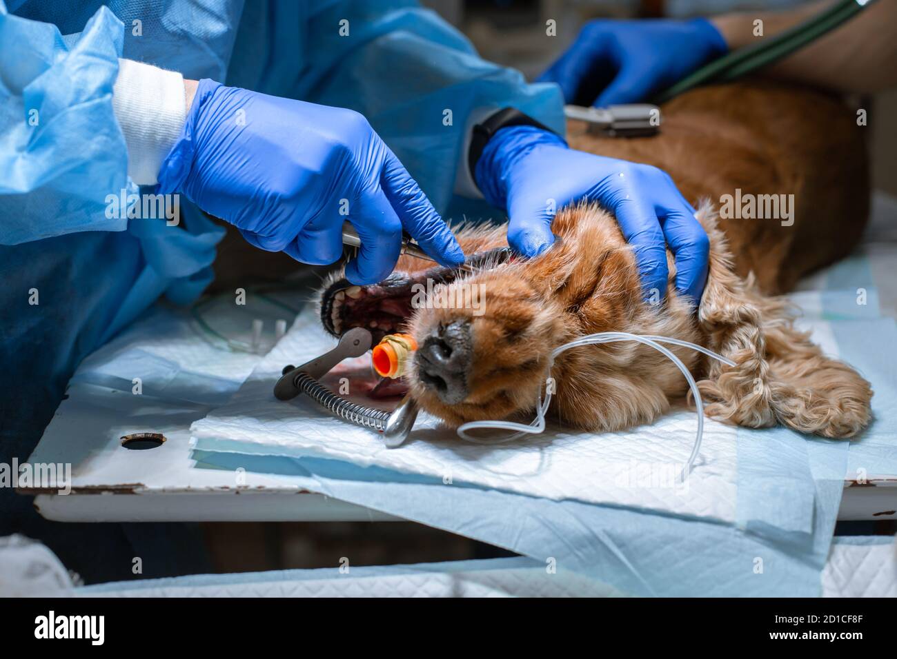 close-up procedure of professional teeth removing dog in a veterinary ...