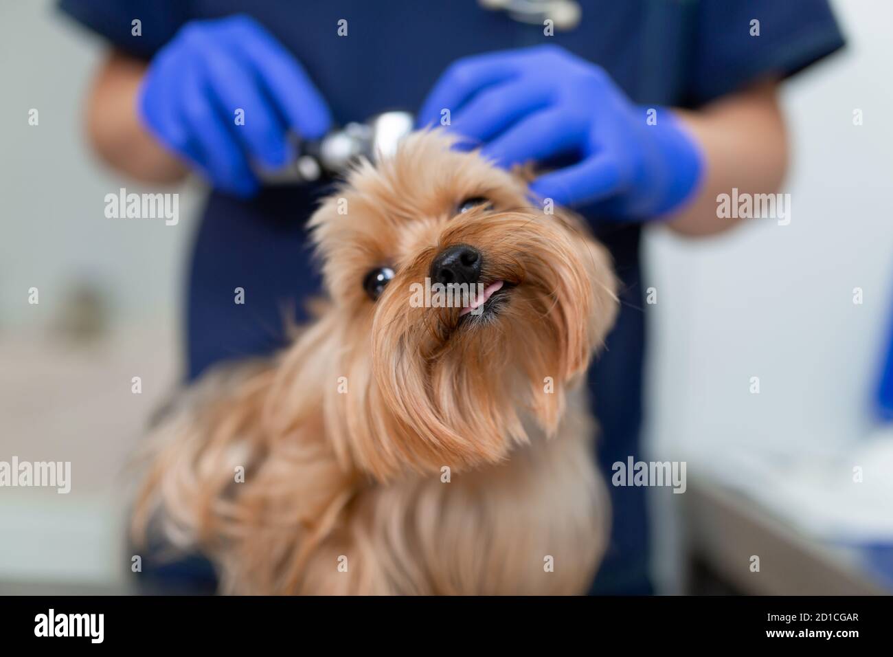 Vet doctor exam dog yorkshire terrier with otoscope. Pet medicine ...