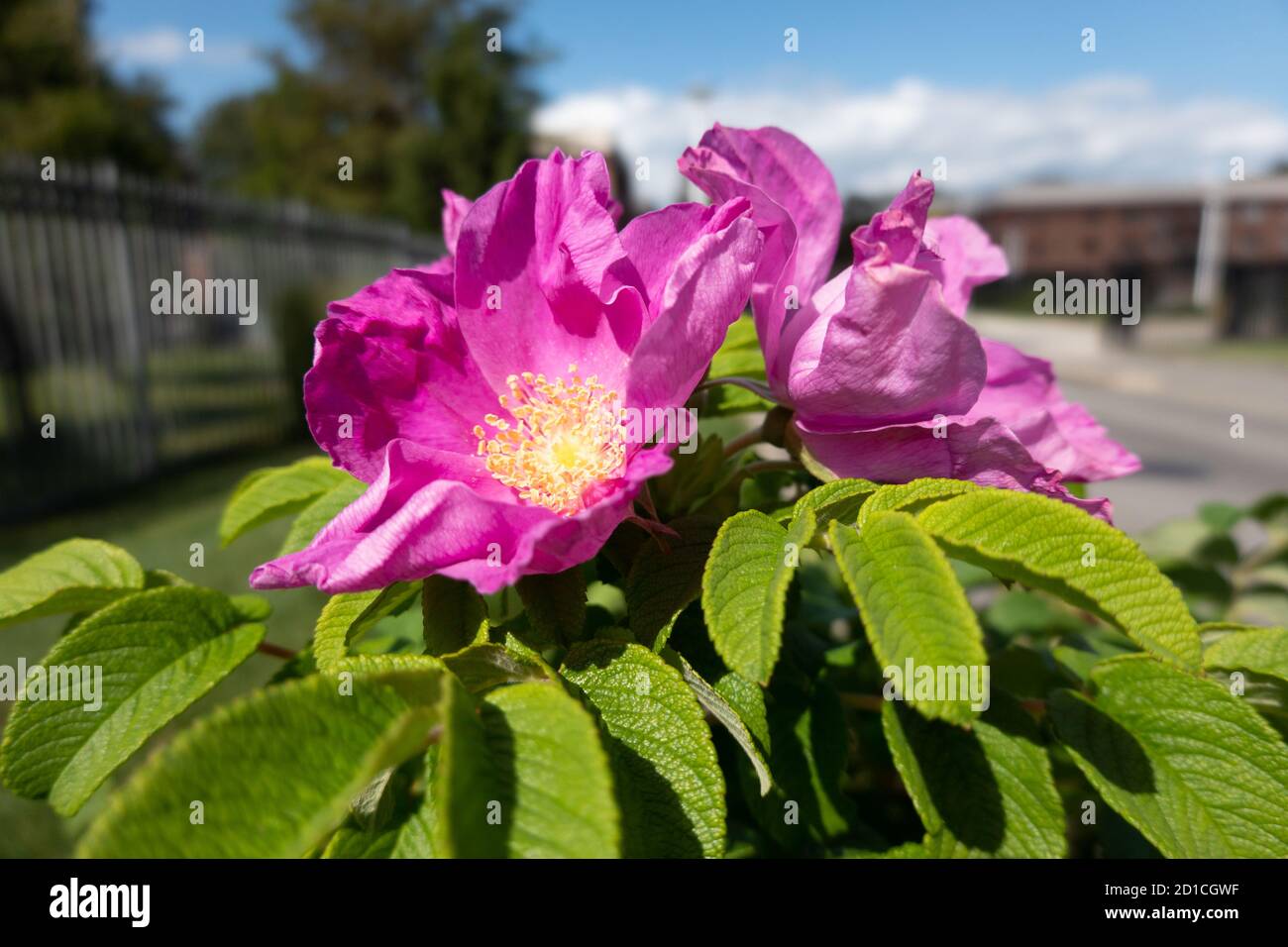 Beach rose Rosa Rugosa closeups Stock Photo - Alamy