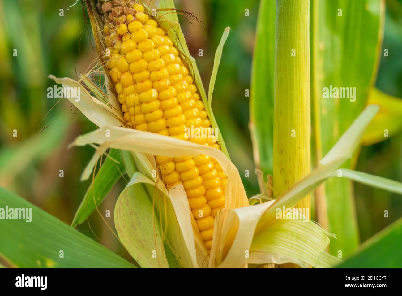 Open ear of ripe corn close-up. Corn field Stock Photo - Alamy
