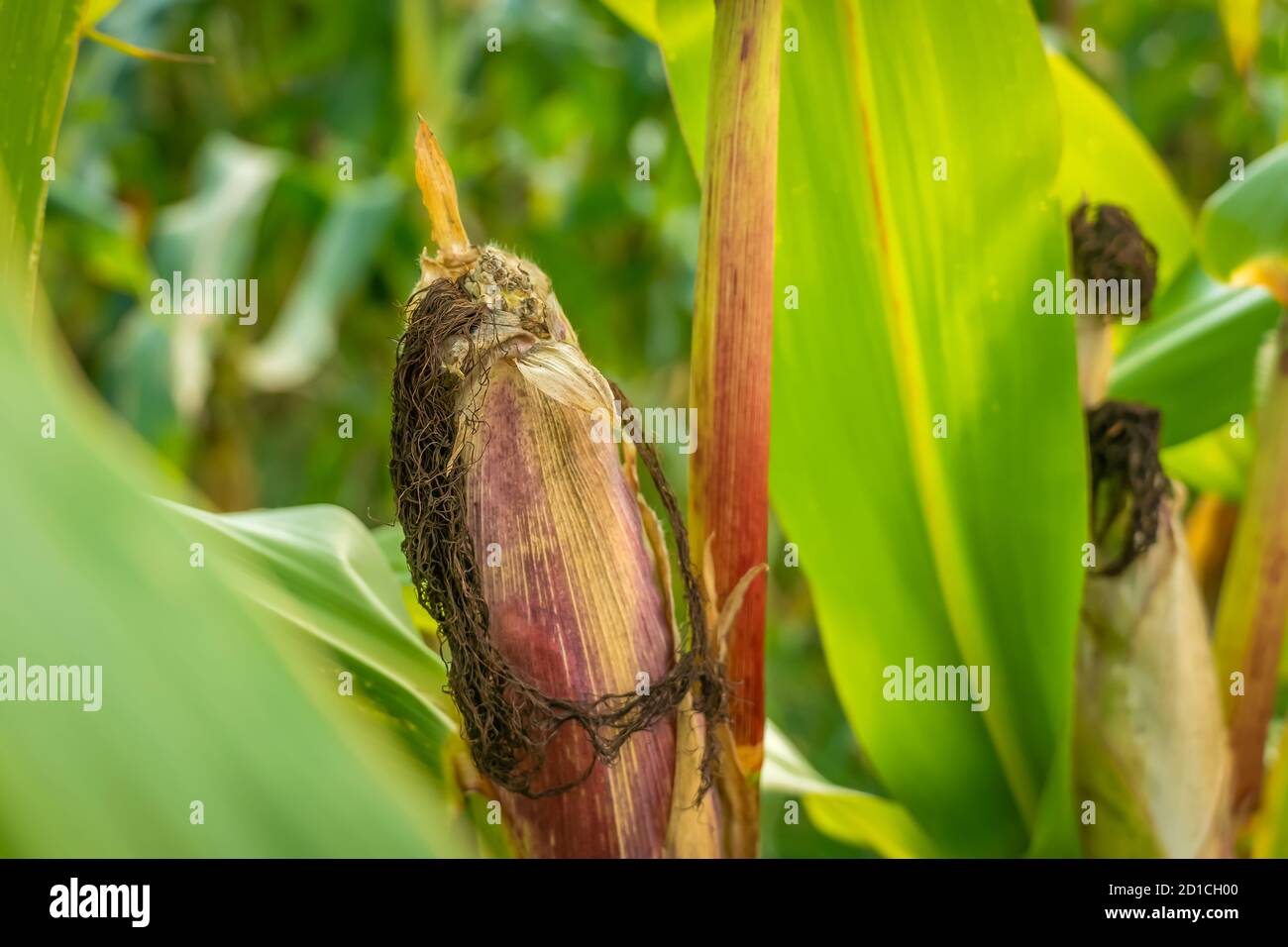 Dying corn plant hi-res stock photography and images - Alamy