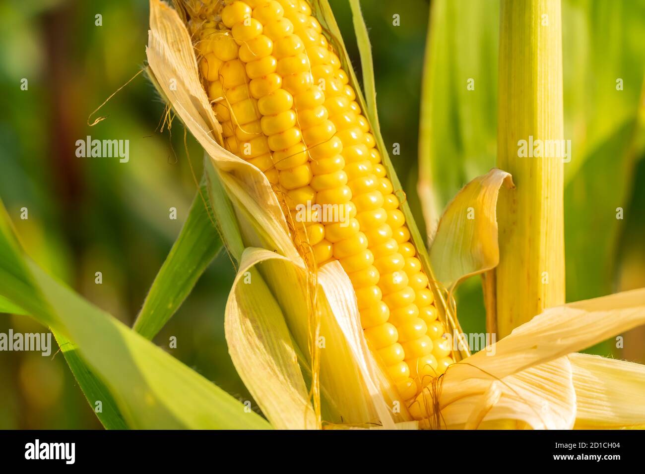Fossil corn cob hi-res stock photography and images - Alamy