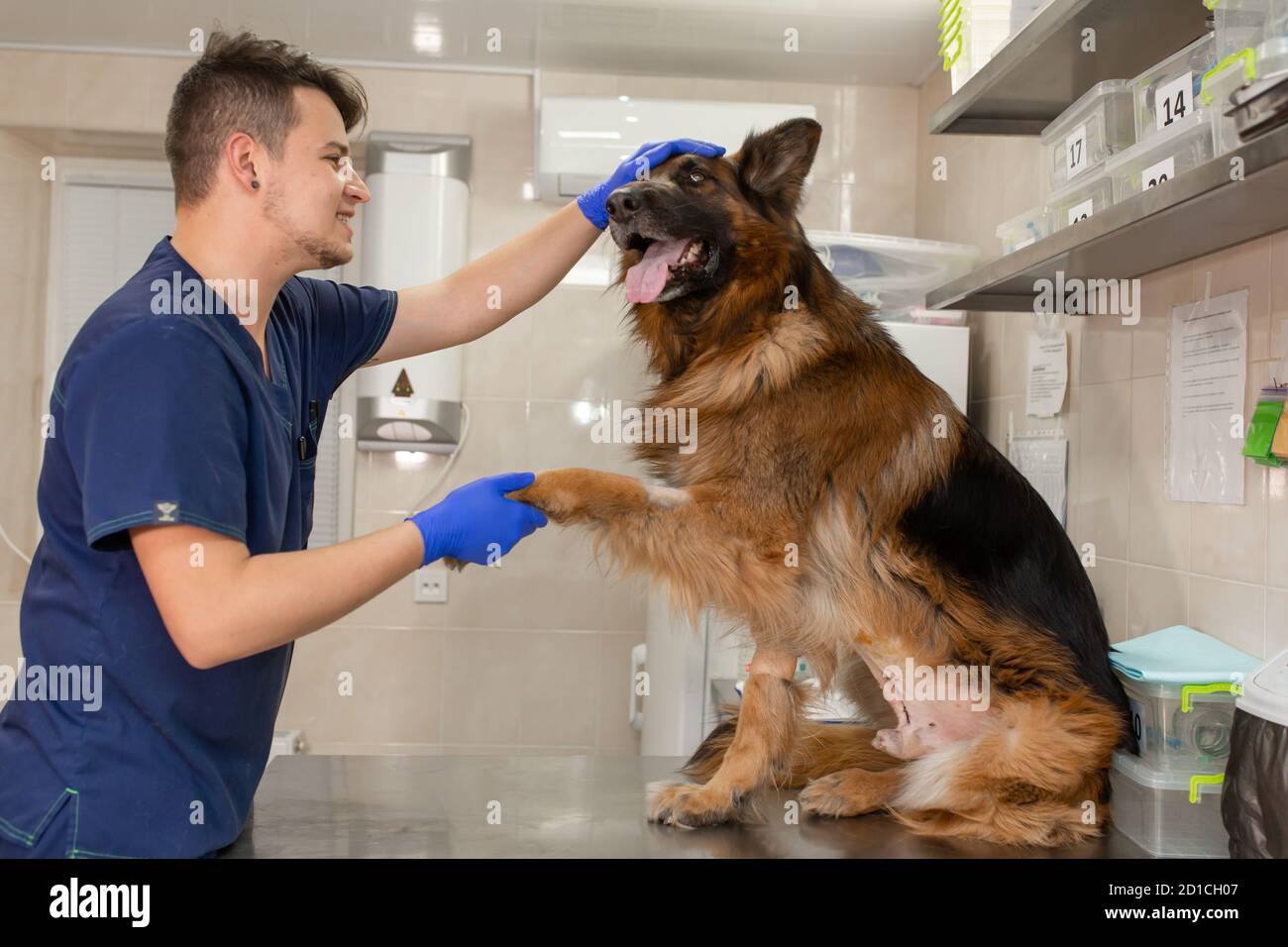 young vet at the clinic with a dog German shepherd breed. Animal ...