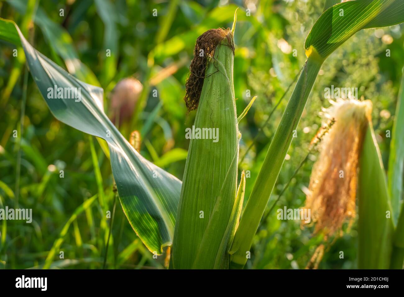 Dying corn plant hi-res stock photography and images - Alamy