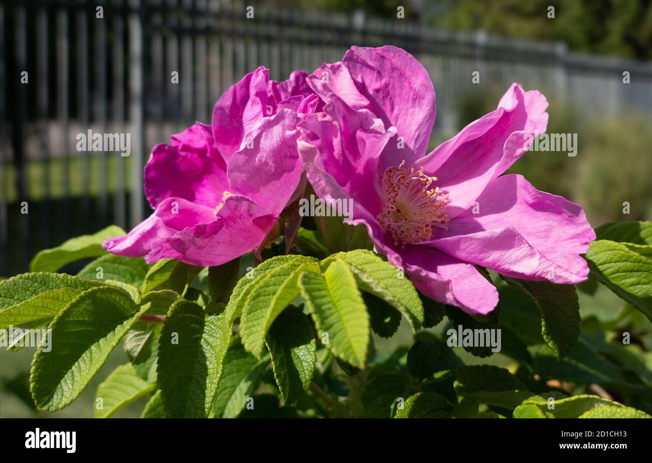 Beach rose Rosa Rugosa closeups Stock Photo - Alamy