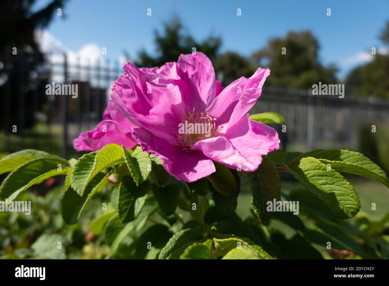 Beach rose Rosa Rugosa closeups Stock Photo - Alamy
