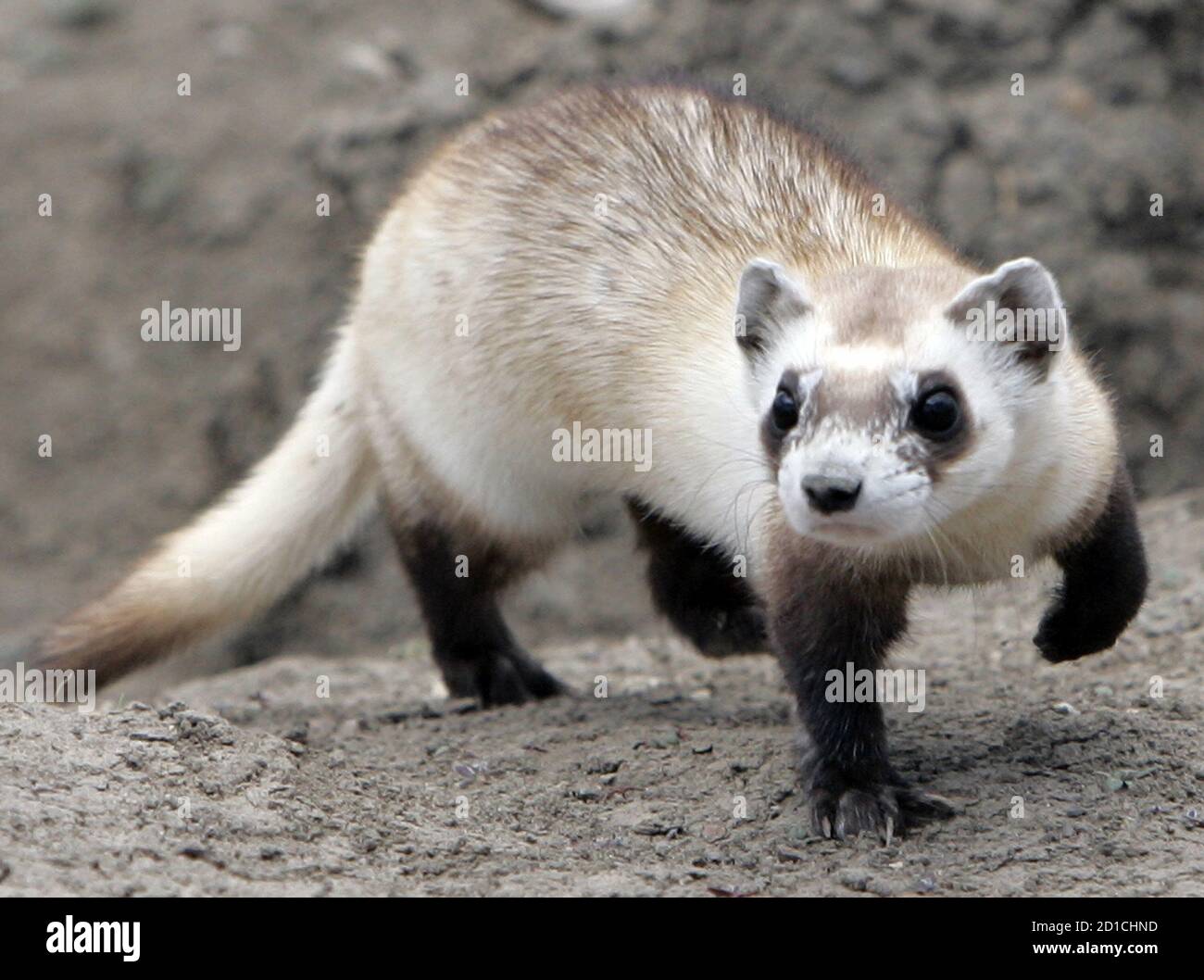 Ferret dog hi-res stock photography and images - Alamy