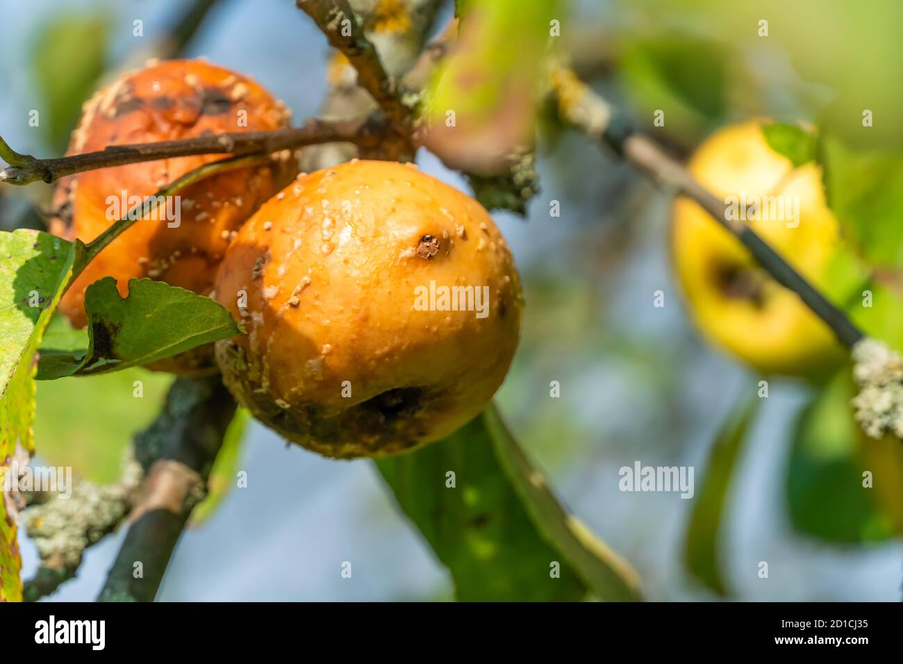 Rotten apples on a tree in early autumn. Problems with the apple tree ...