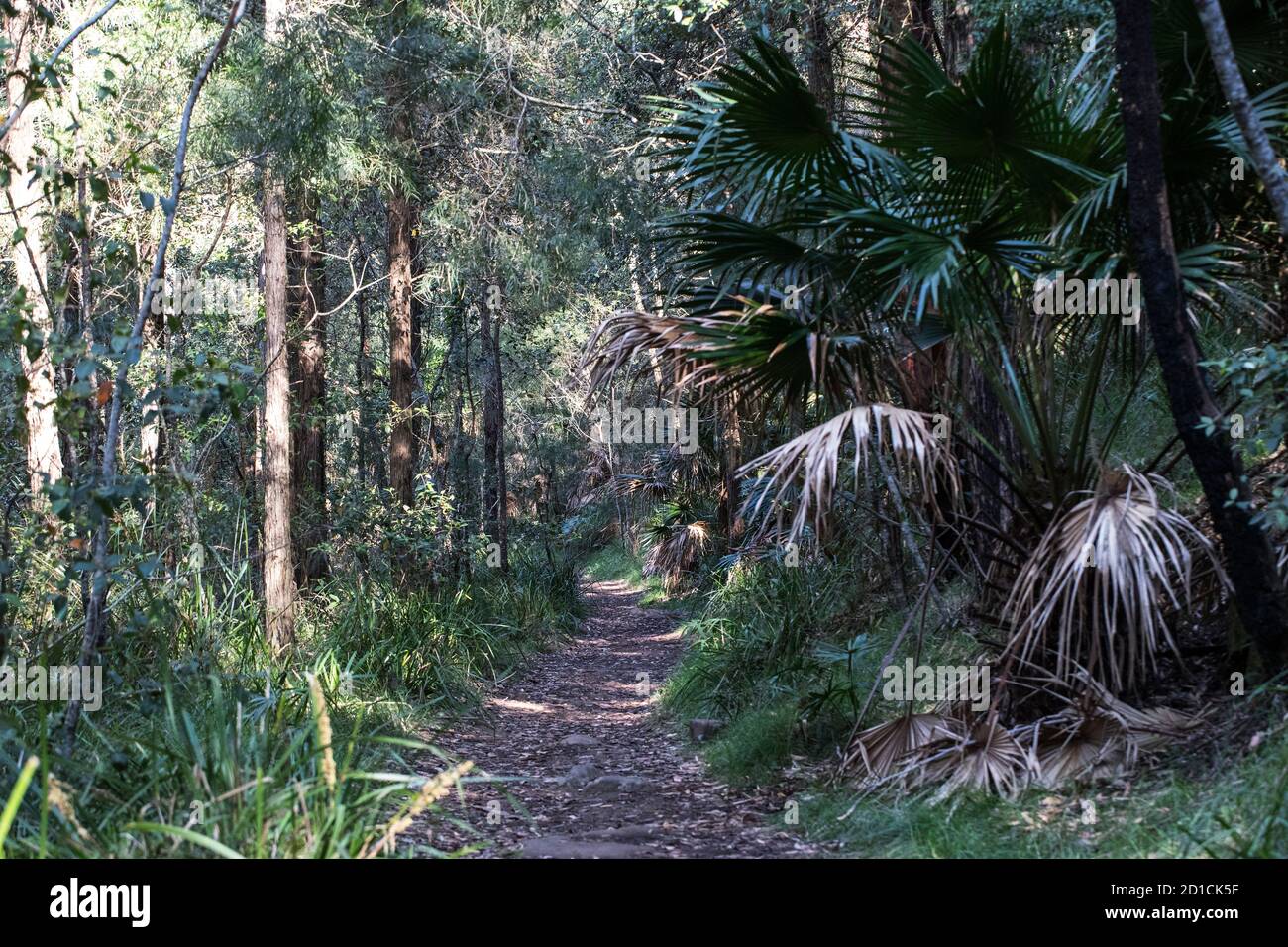 Bushwalking Track in the Royal National Park, NSW Australia Stock Photo ...