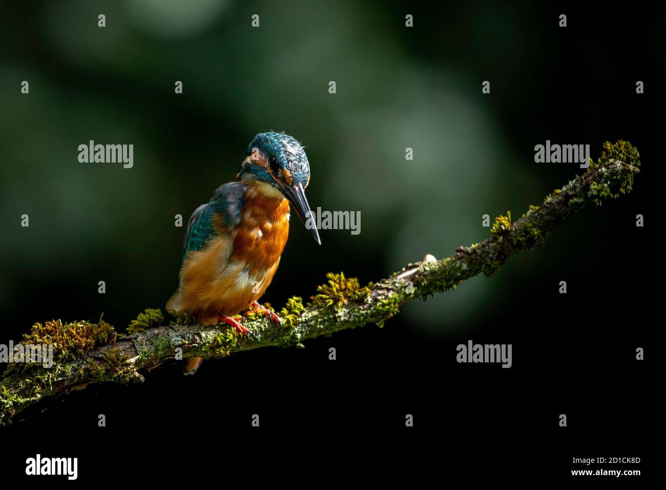 Common Kingfisher - Alcedo Atthis Stock Photo - Alamy