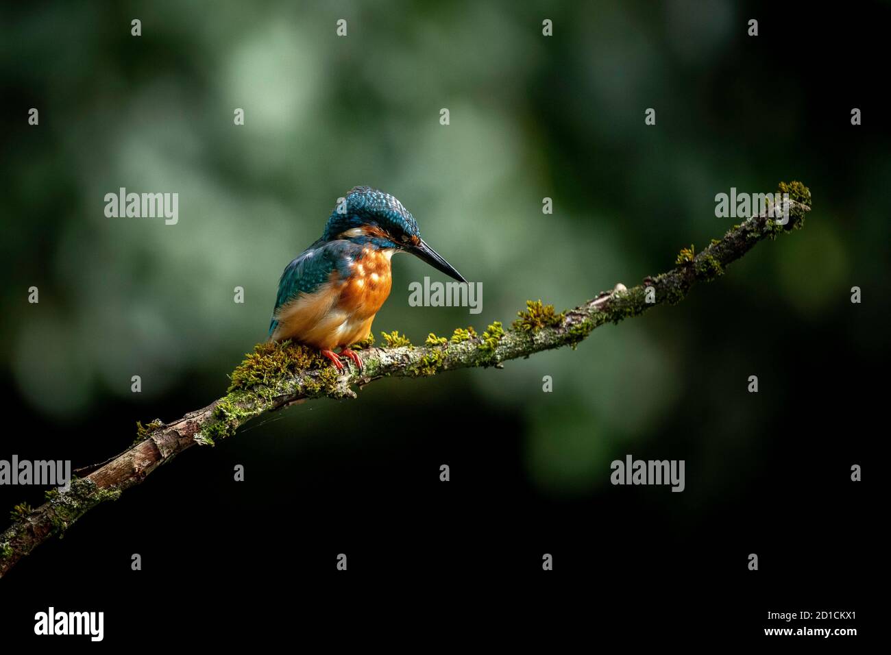 Common Kingfisher - Alcedo Atthis Stock Photo - Alamy