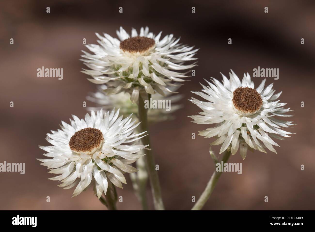 White Paper Daisies with brown background Stock Photo - Alamy
