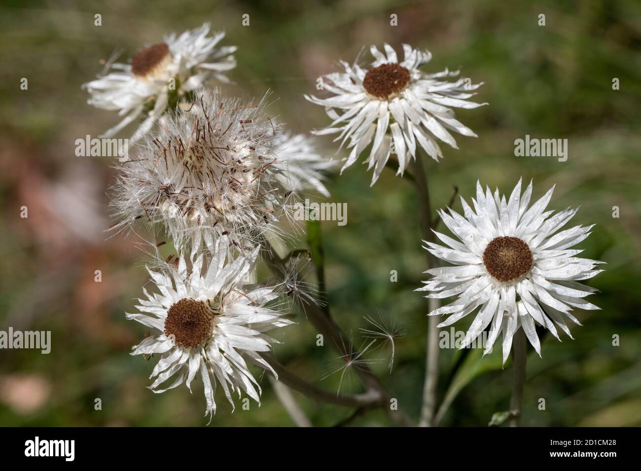 Paper Daisies High Resolution Stock Photography and Images - Alamy