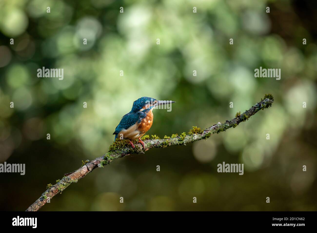 Common Kingfisher - Alcedo Atthis Stock Photo - Alamy