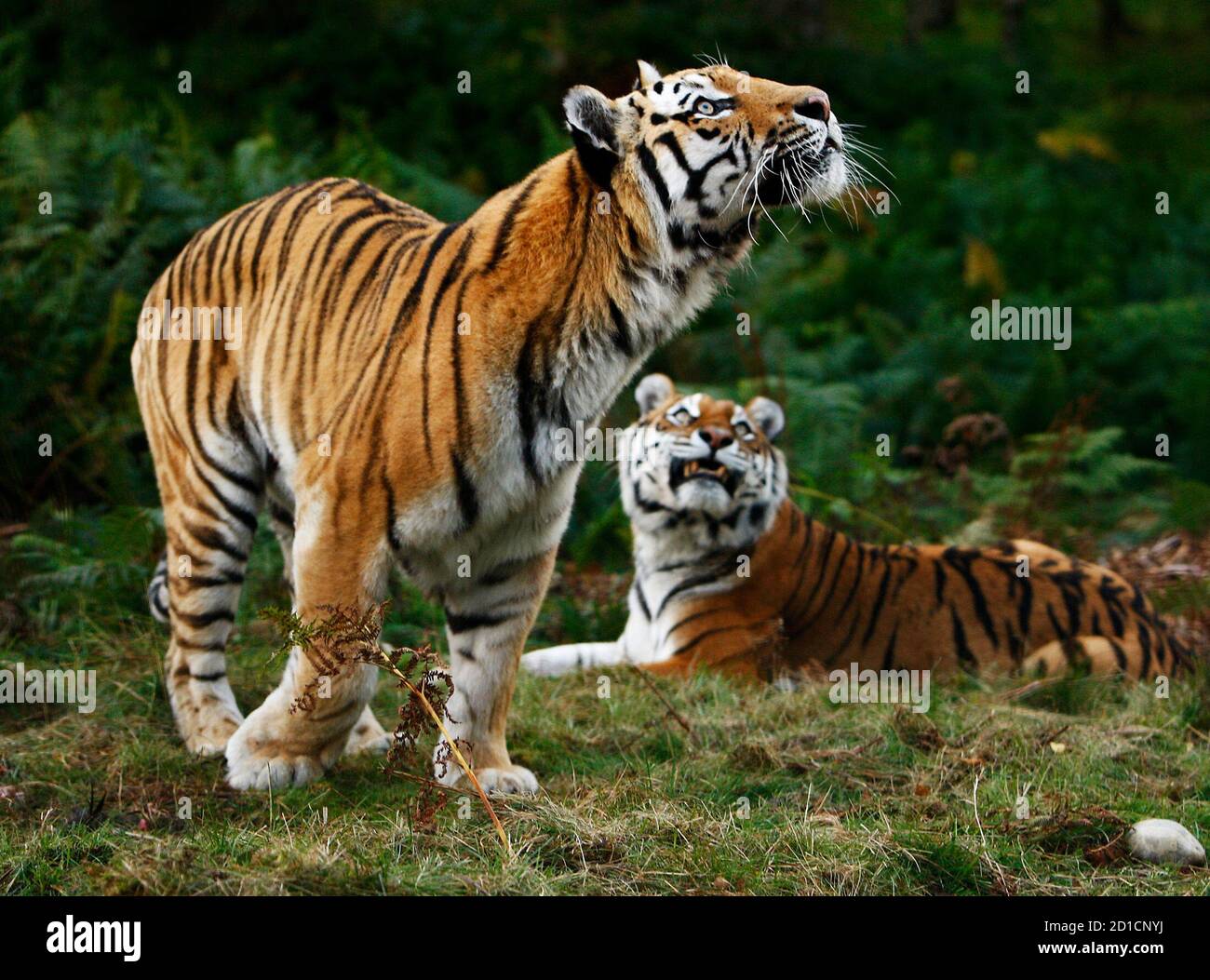 Amur Tigers At Kingussie High Resolution Stock Photography and Images ...