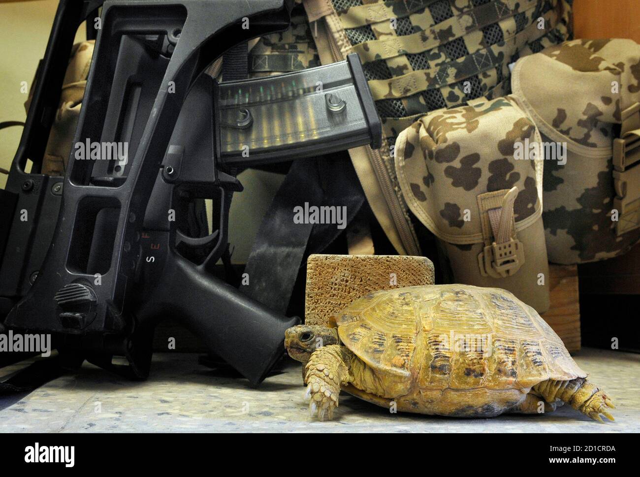 Turtle uniform hi-res stock photography and images - Alamy