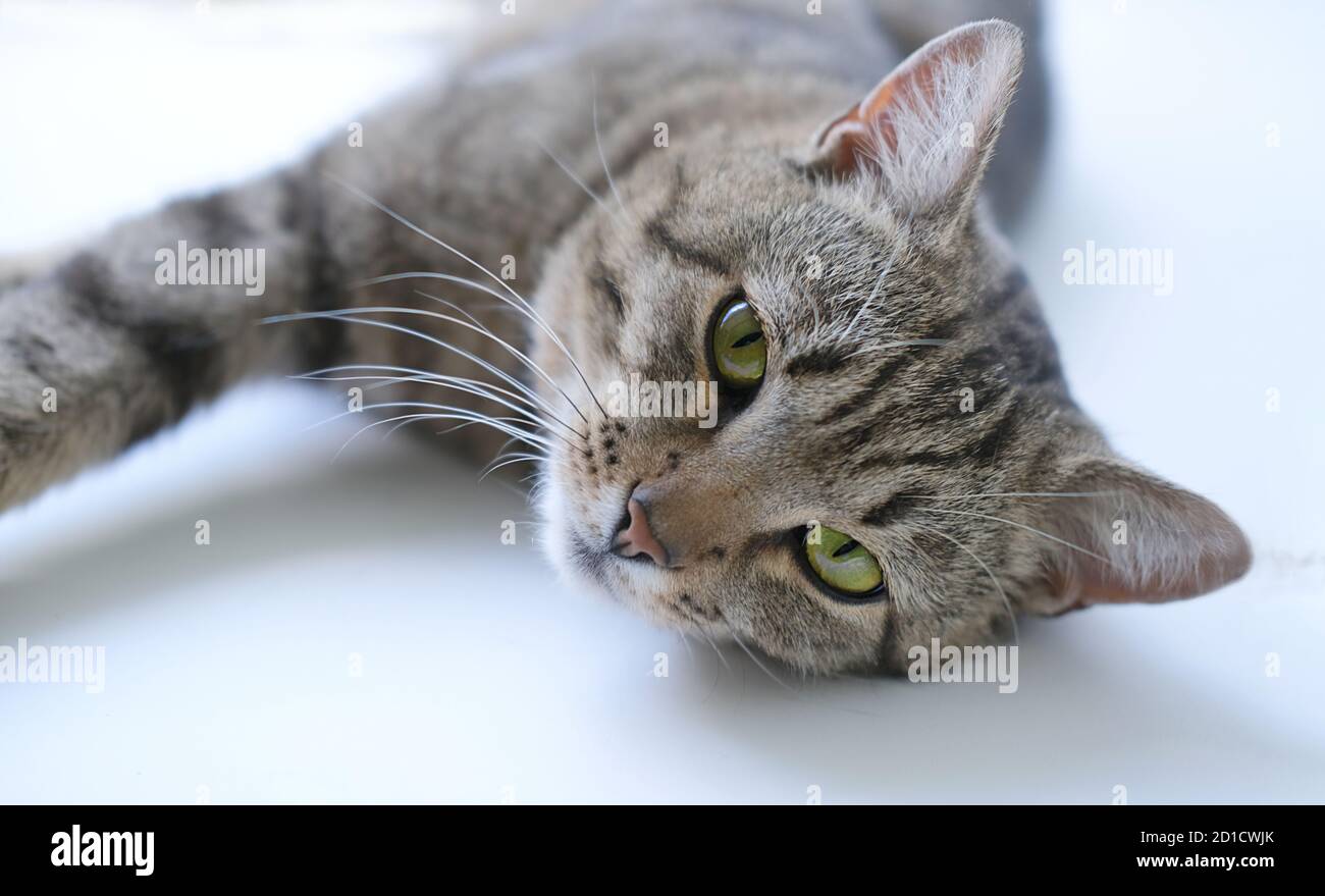 Tabby cat active hi-res stock photography and images - Alamy