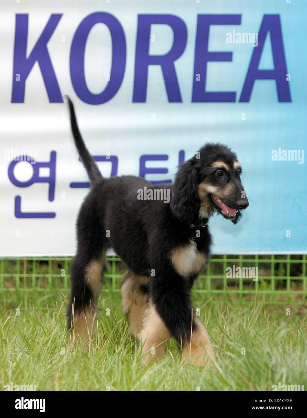 Cloned dogs hi-res stock photography and images - Alamy