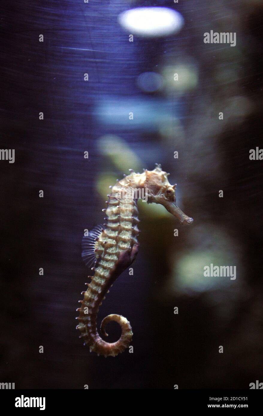 Seahorse Fish Tank High Resolution Stock Photography and Images - Alamy