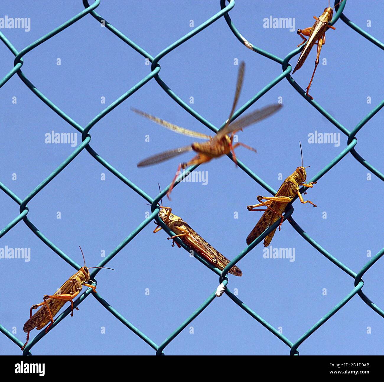 Devastating locusts hi-res stock photography and images - Alamy