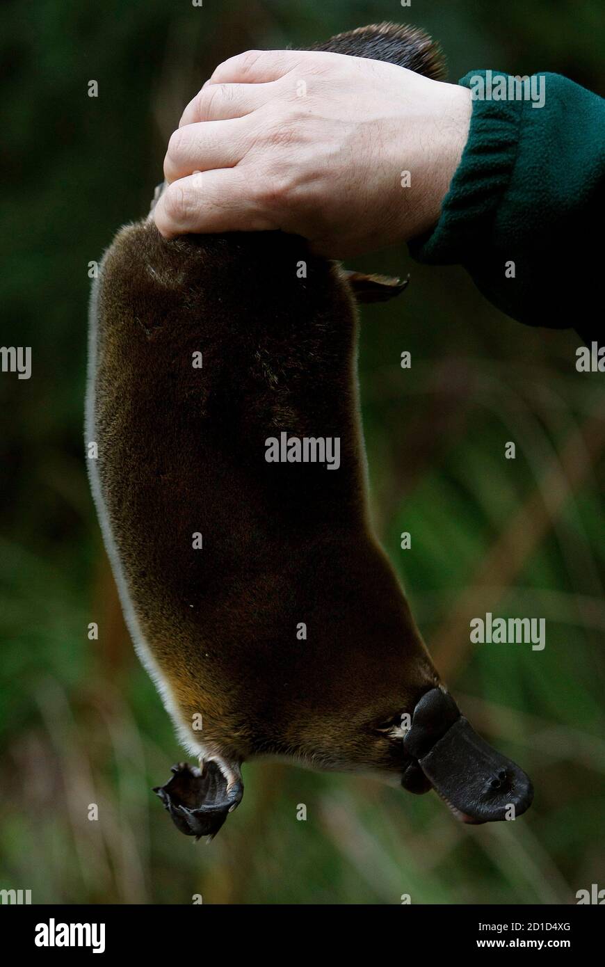 Platypus evolution hi-res stock photography and images - Alamy