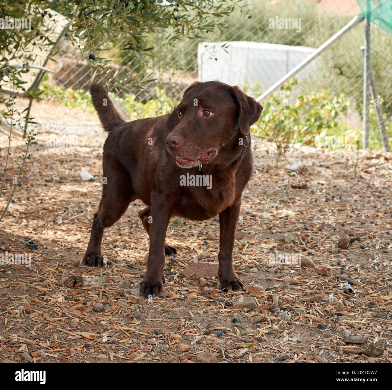 Cute brown labrador dog in a park Stock Photo - Alamy