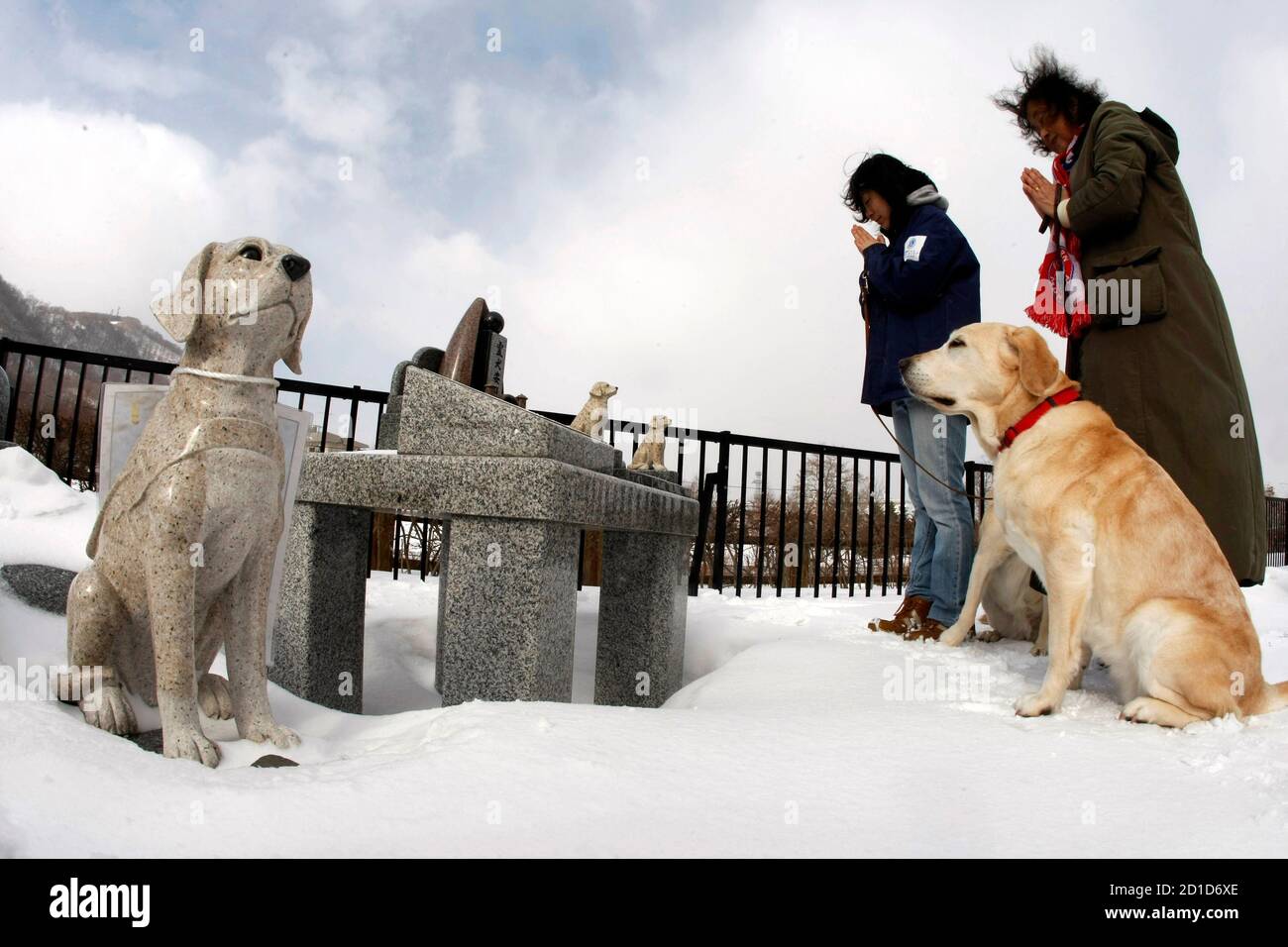At What Age Do Guide Dogs Retire