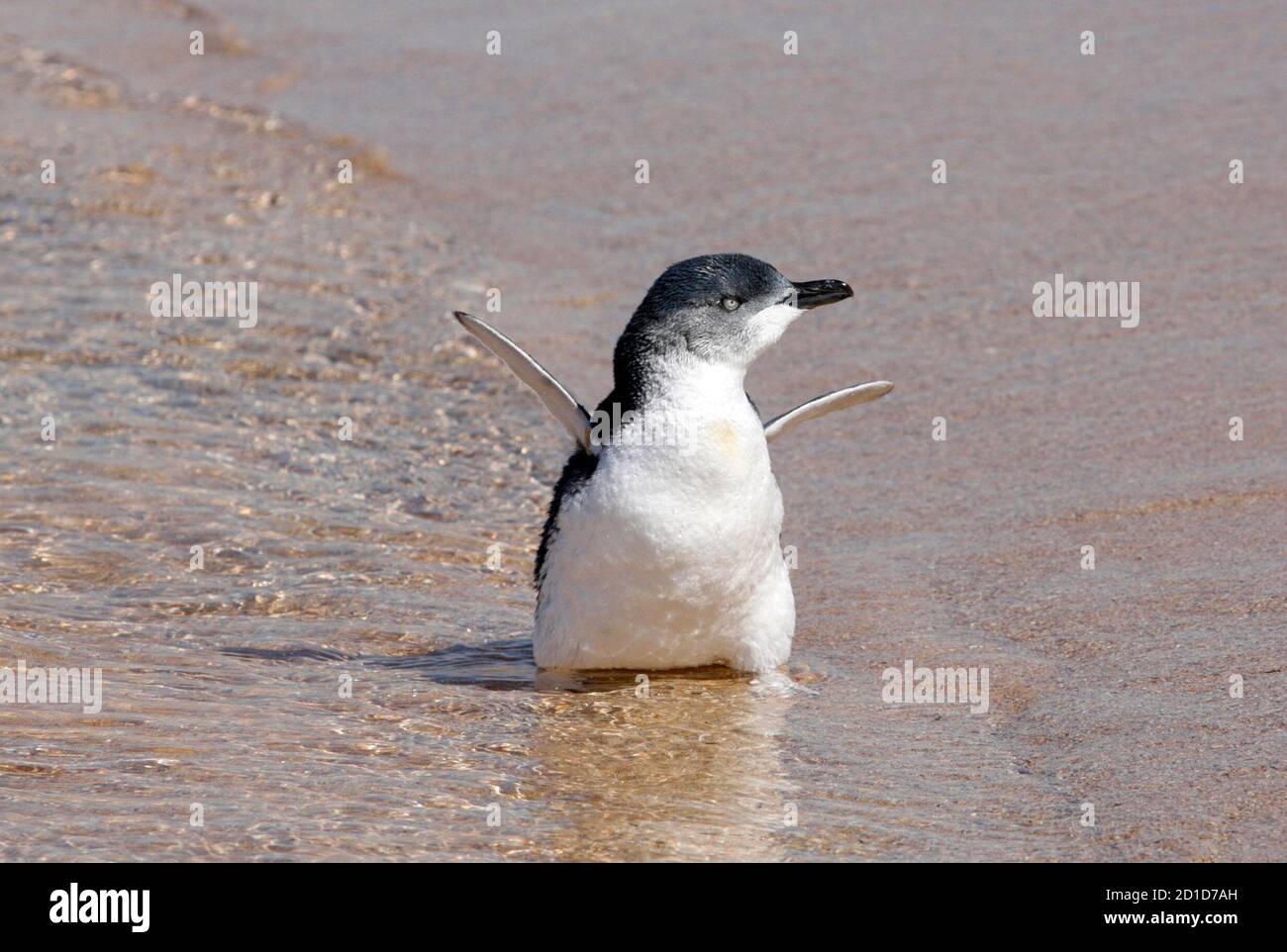 North sydney penguin hi-res stock photography and images - Alamy