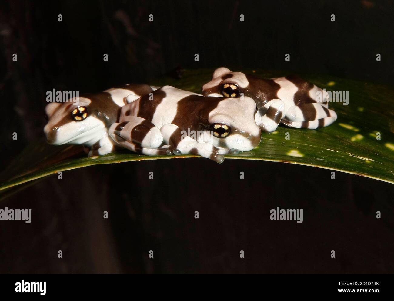 Mission golden eyed tree hi-res stock photography and images - Alamy