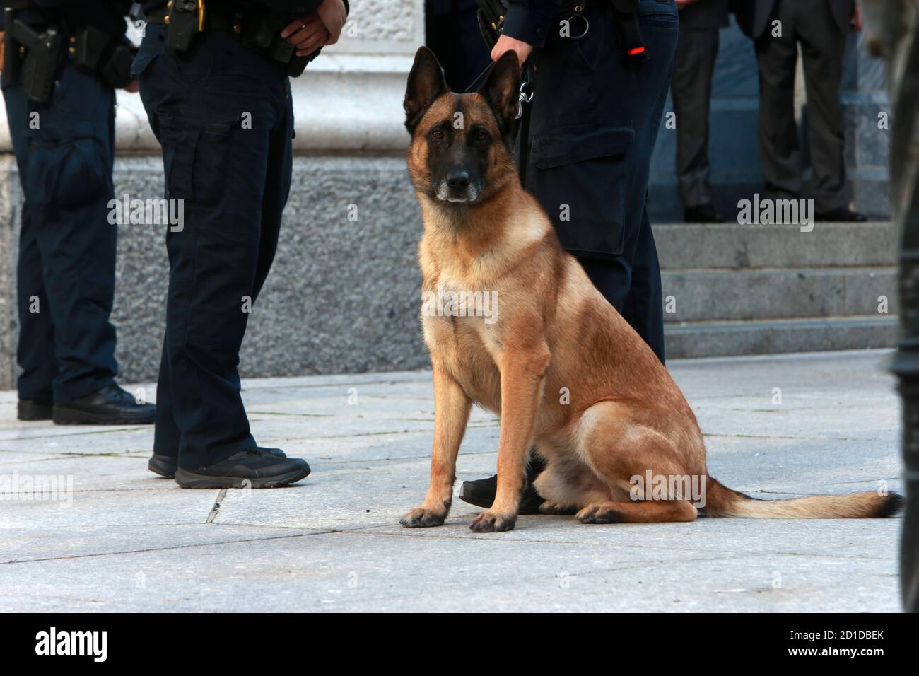 German Shepherd Police Dog Names
