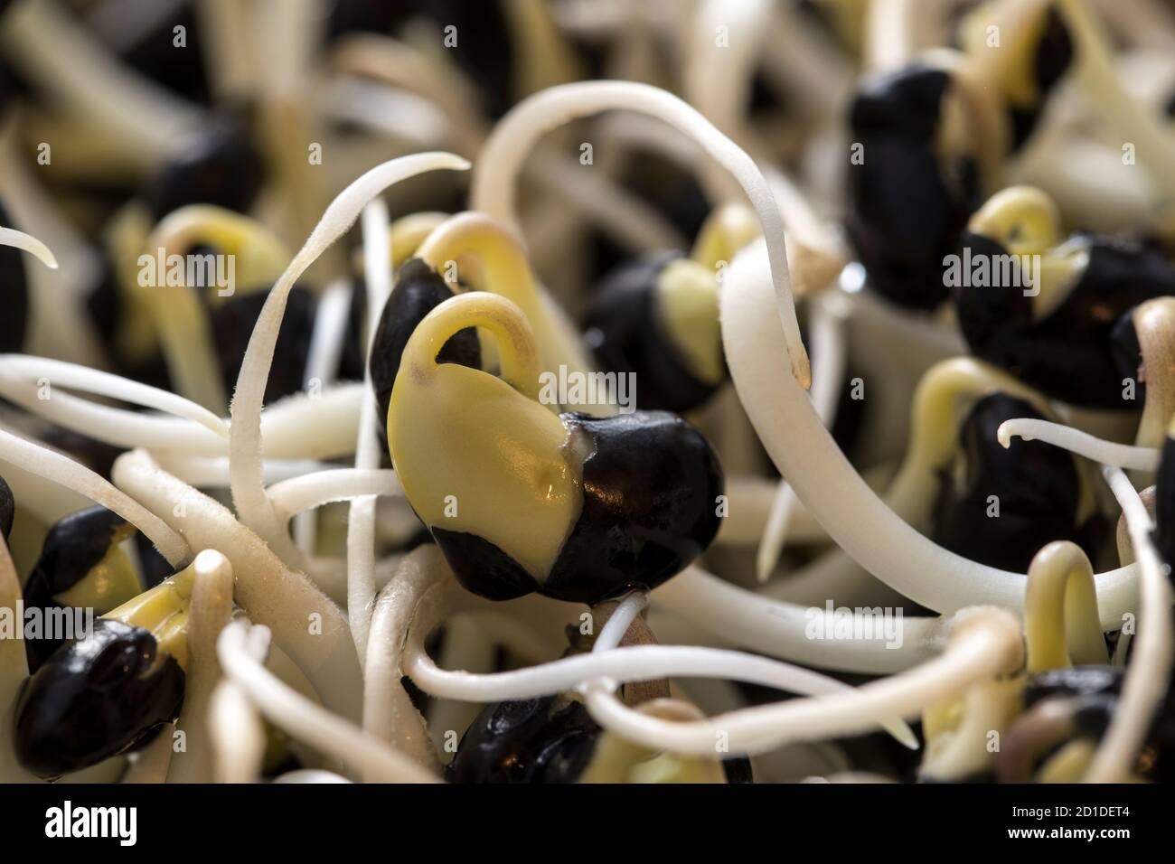 A close up photo of freshly grown bean sprouts Stock Photo - Alamy