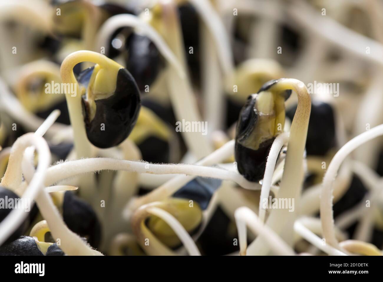 A close up photo of freshly grown bean sprouts Stock Photo - Alamy