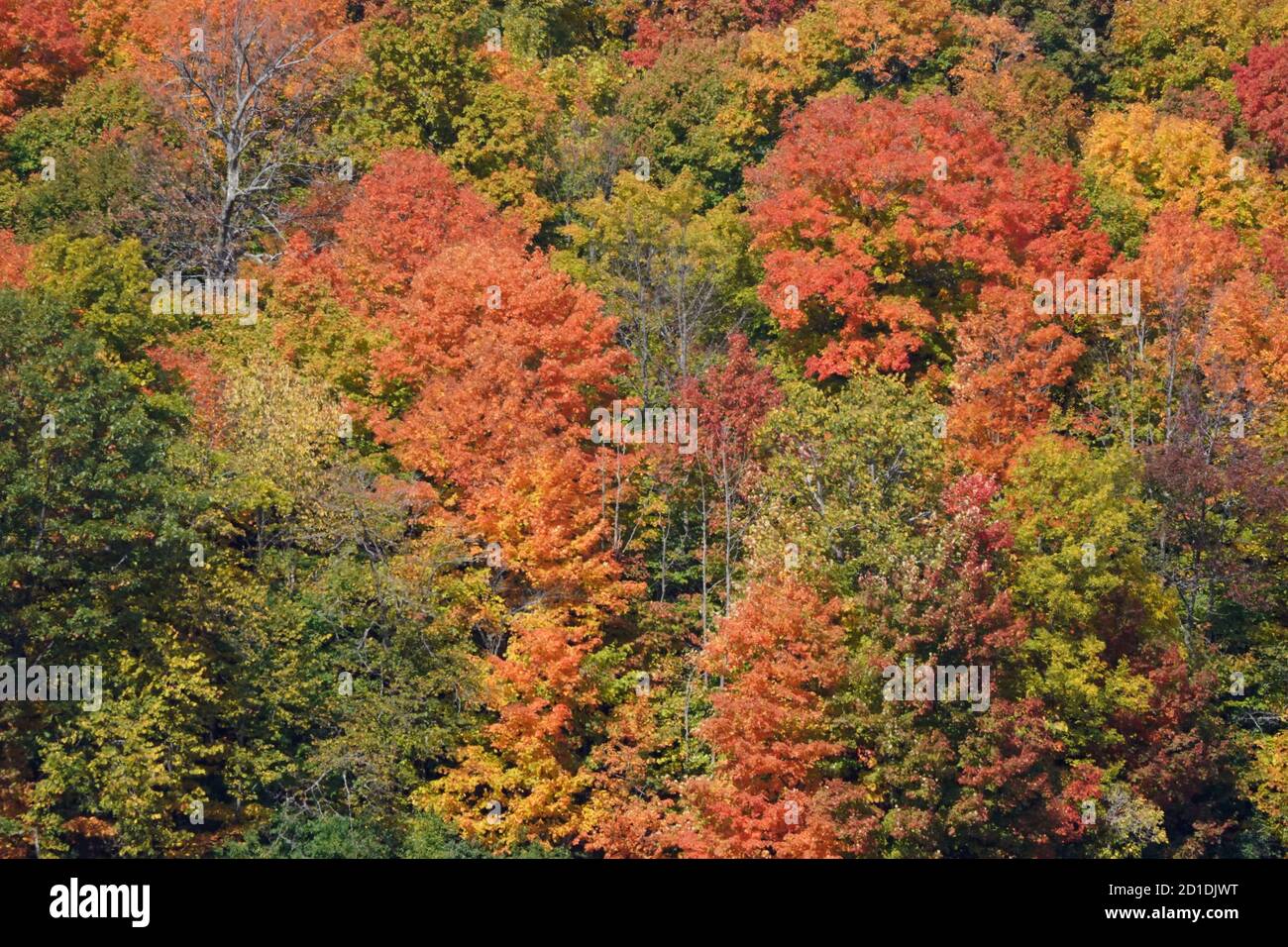 Deciduous forest turns these bright colours hi-res stock photography ...