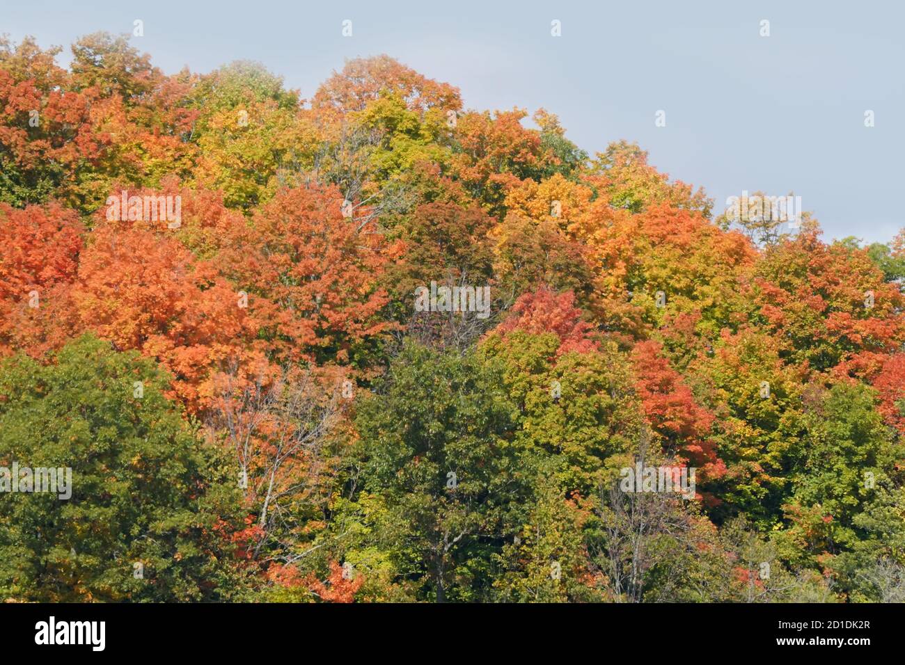 Deciduous forest turns these bright colours hi-res stock photography ...
