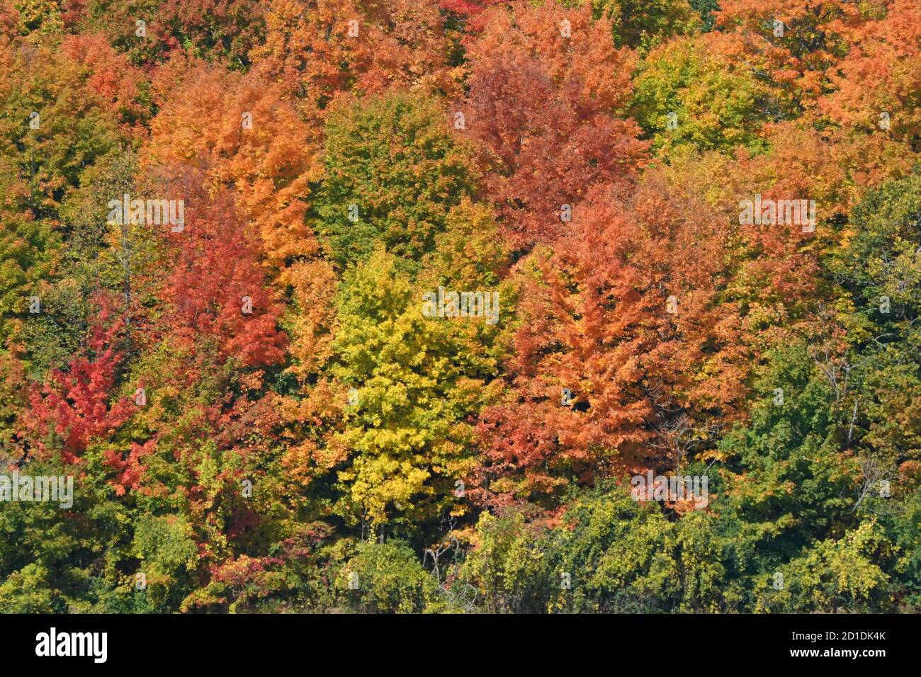 Deciduous forest turns these bright colours hi-res stock photography ...