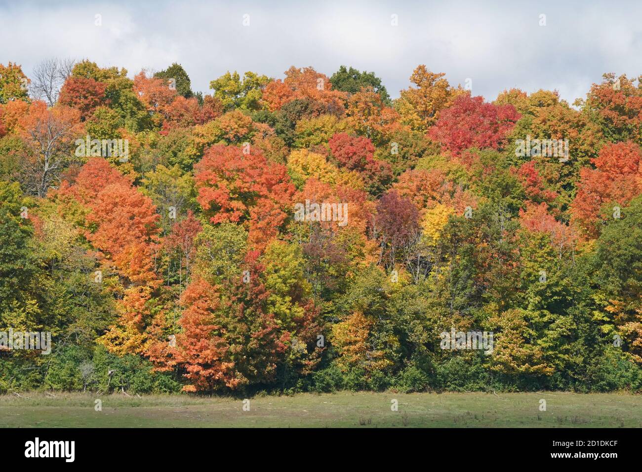 Deciduous forest turns these bright colours hi-res stock photography ...