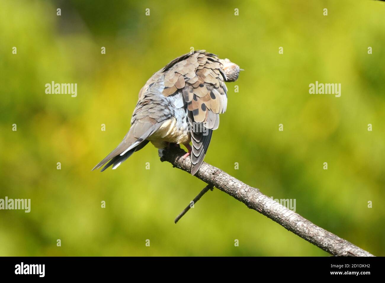 Mourning dove showing hi-res stock photography and images - Alamy