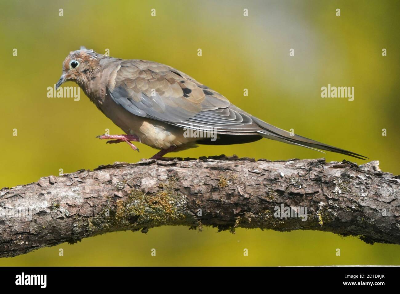 Mourning Doves in fall scenics Stock Photo - Alamy