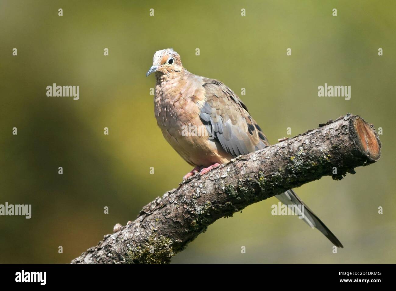 Mourning dove showing hi-res stock photography and images - Alamy