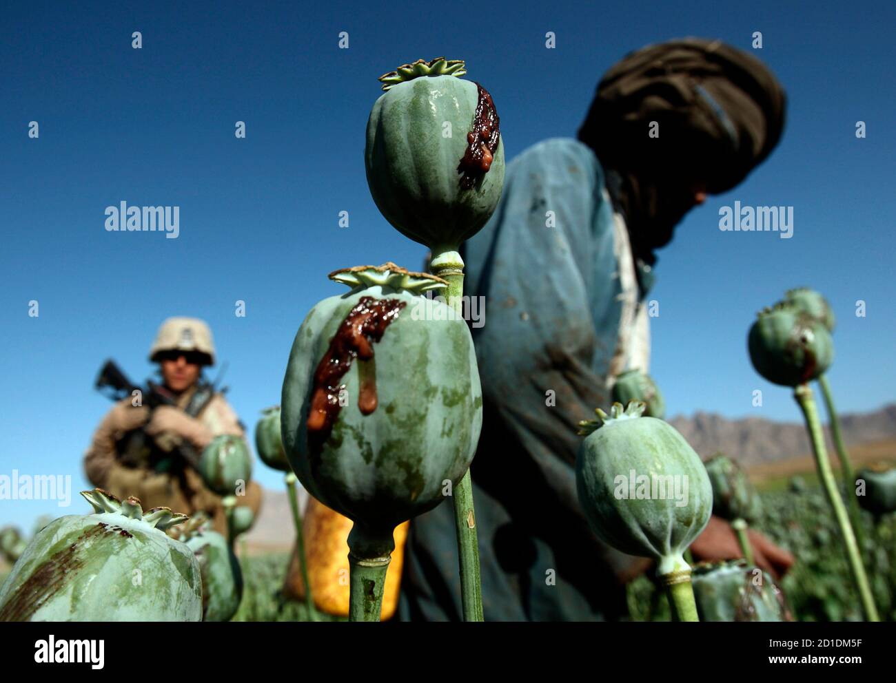 Afghan farmer in a poppy field hi-res stock photography and images - Alamy