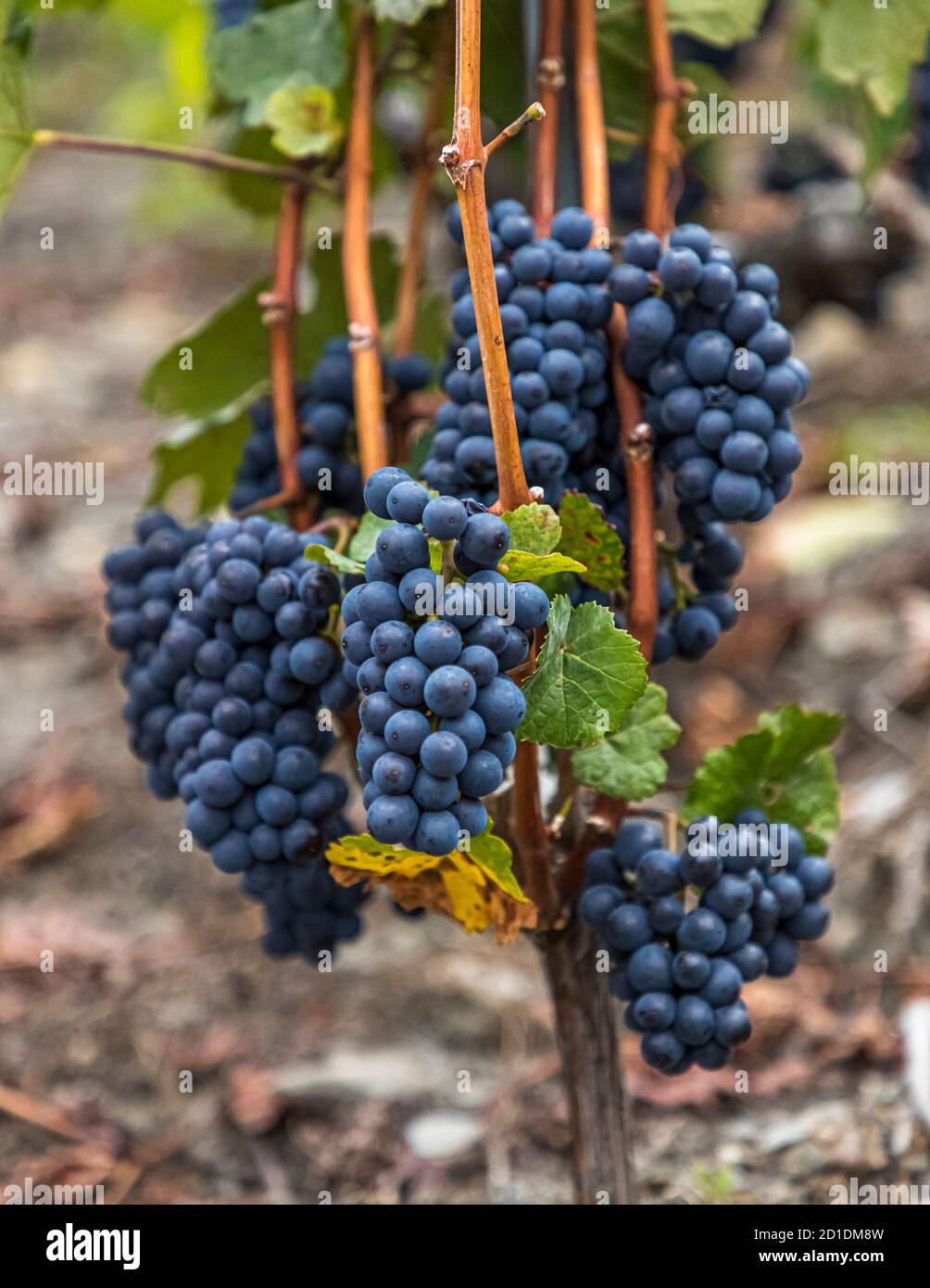 Visperterminen's highest vineyard of Europe Visp, Switzerland Stock ...
