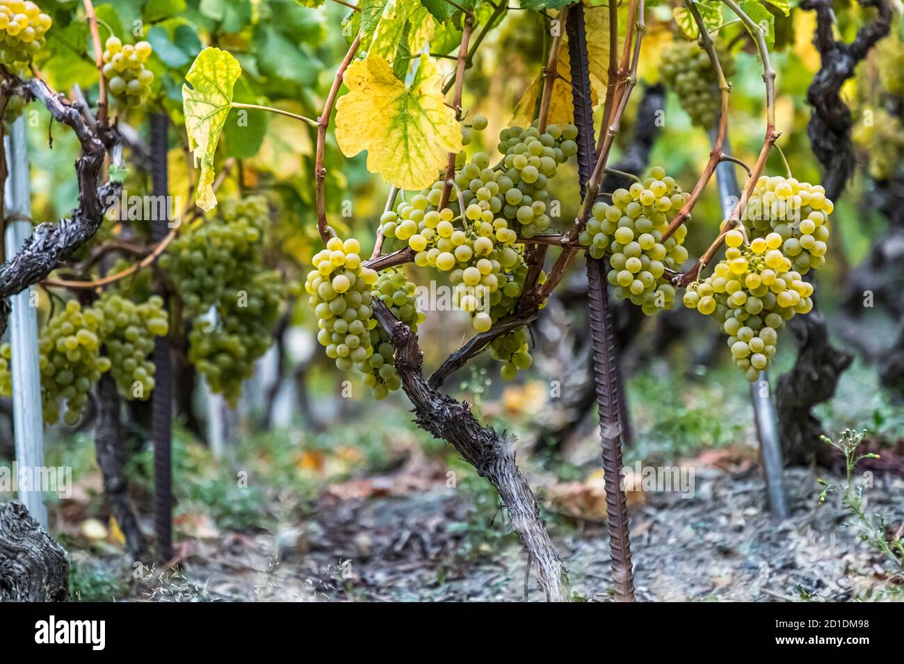Visperterminen's highest vineyard of Europe Visp, Switzerland Stock ...